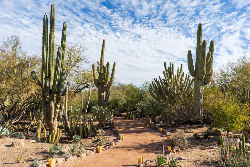 20 Fun Things To Do With Kids In Phoenix, Arizona